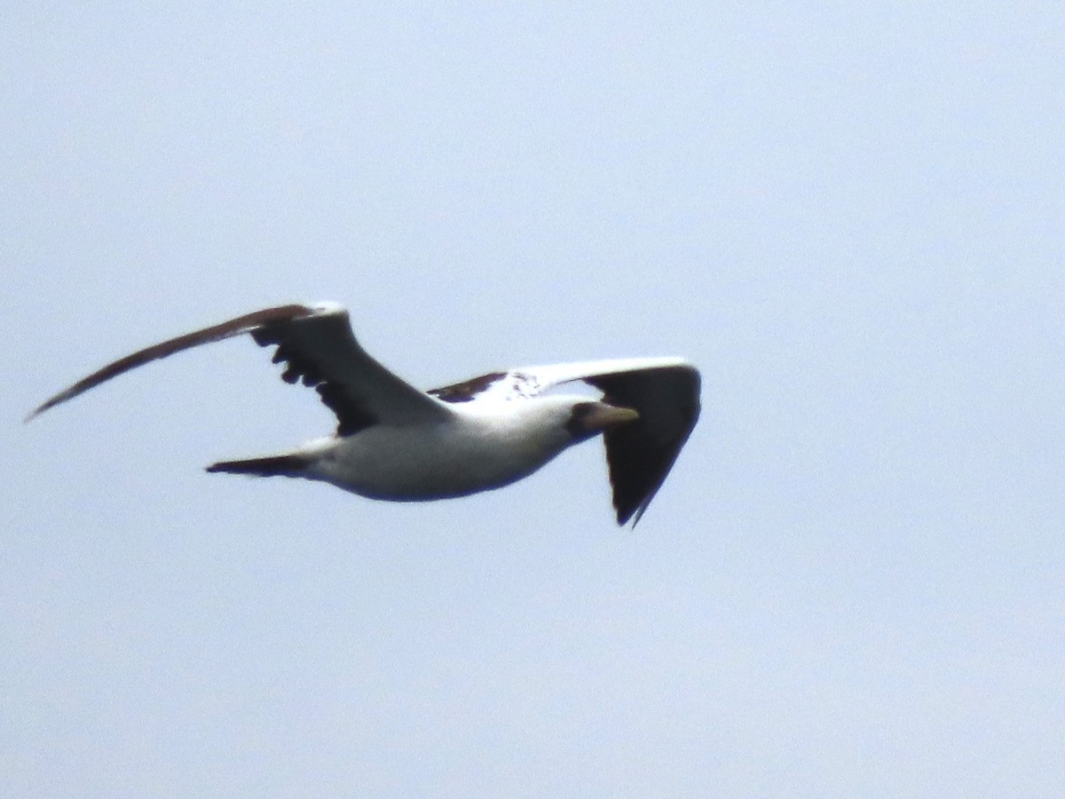 eBird Checklist - 12 Oct 2022 - Day Three Hour Twelve on board the ...