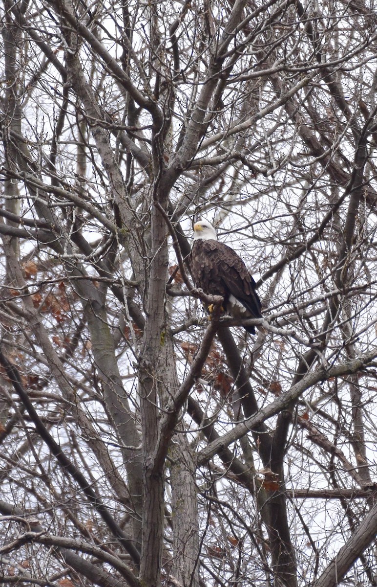 eBird Checklist - 25 Feb 2017 - Harmar Bald Eagle Nest - 1 species