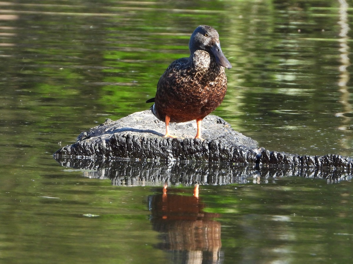 eBird Checklist - 16 Oct 2022 - Laratinga Wetlands - 30 species