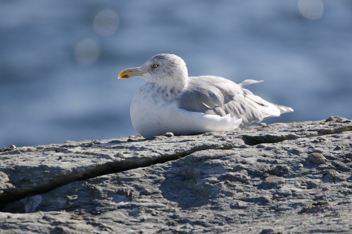 eBird Checklist - 11 Oct 2022 - Sachuest Point NWR - 29 species (+4 ...