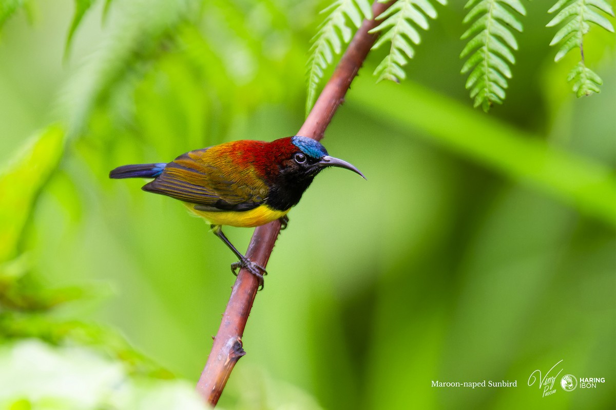 ML494290941 Maroon-naped Sunbird Macaulay Library