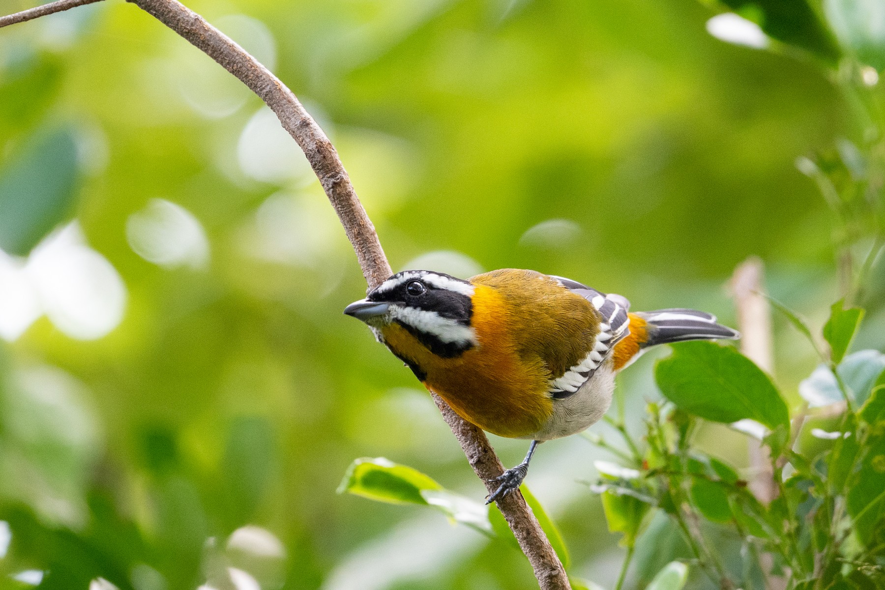 Western Spindalis (Cuban) - eBird
