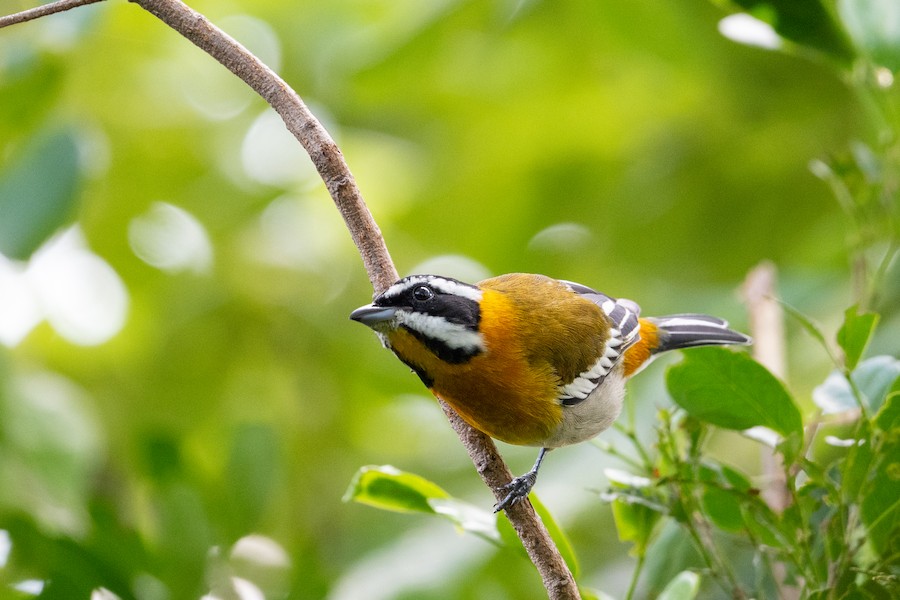 Western Spindalis (Cuban) - eBird