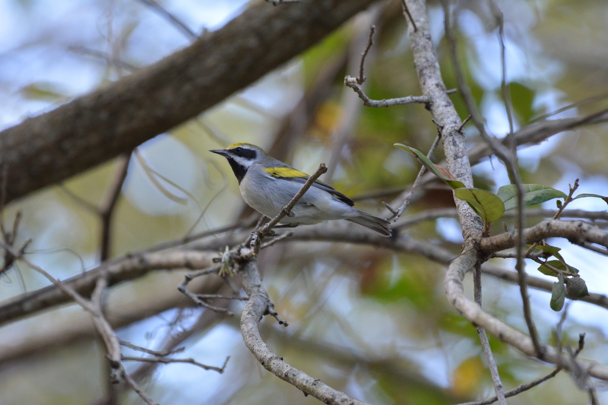 eBird Checklist - 16 Oct 2022 - Florida Atlantic University Ecological ...