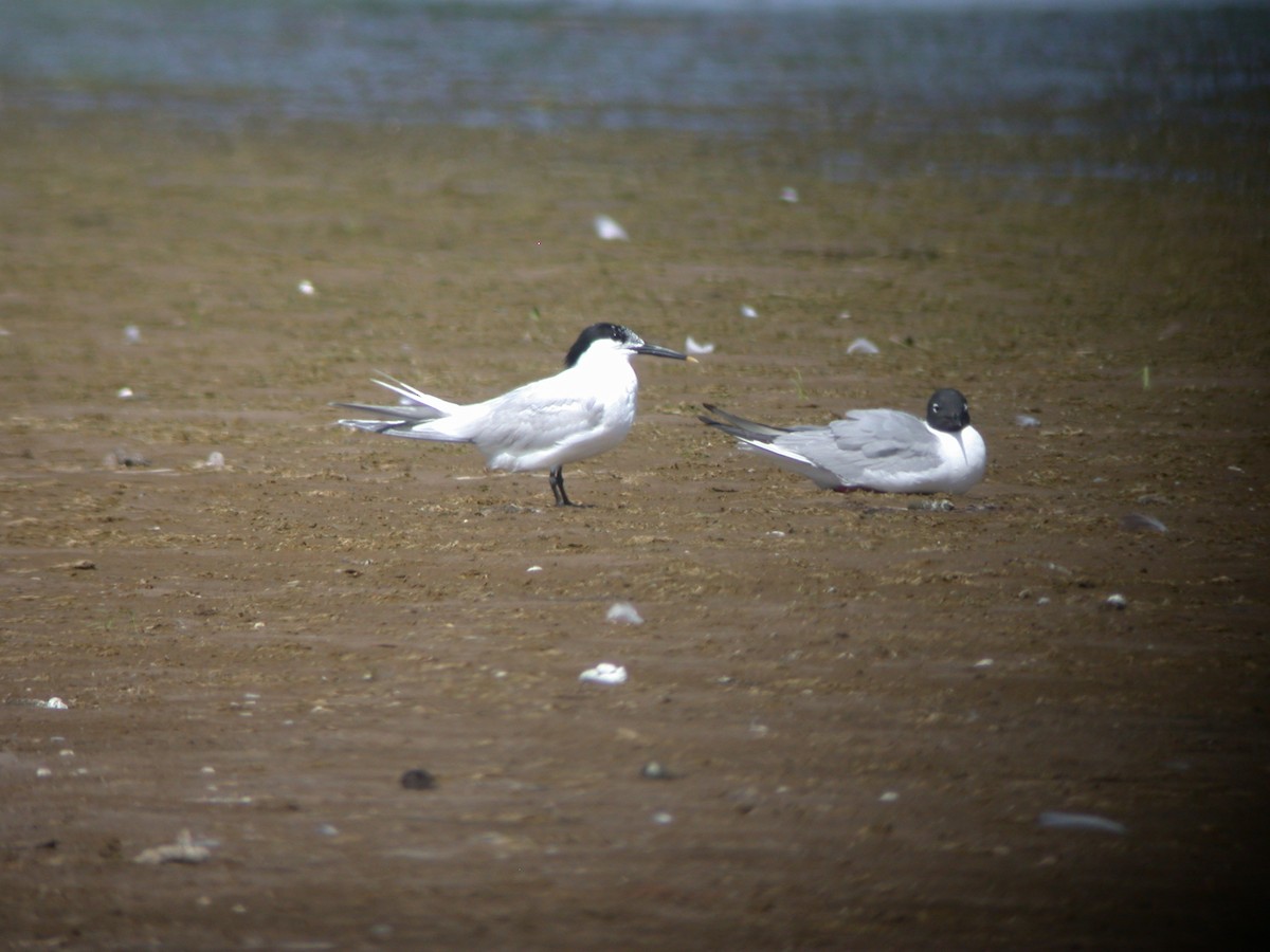 eBird Checklist - 29 Jul 2012 - Sandy Pond - 1 species