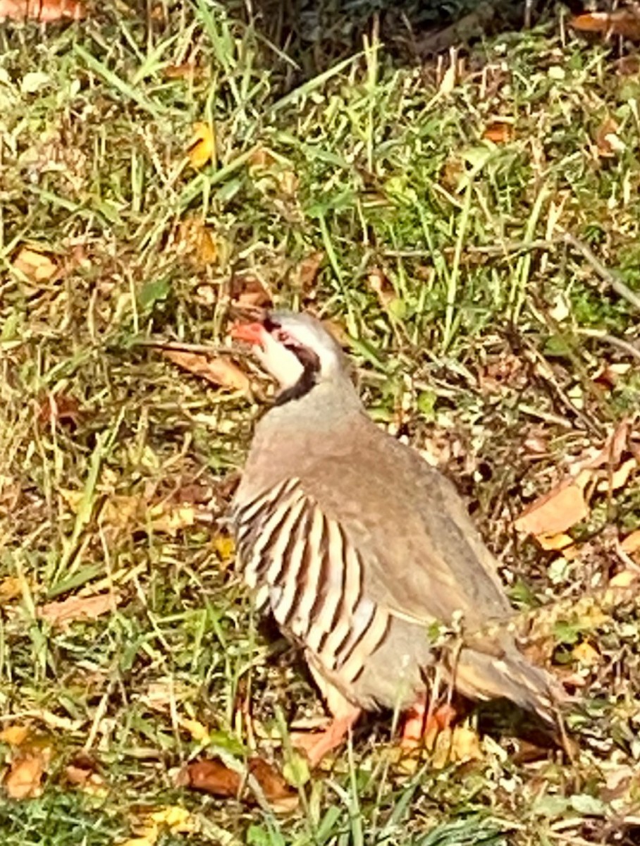 eBird Checklist - 16 Oct 2022 - Catherine Violet Hubbard Animal ...