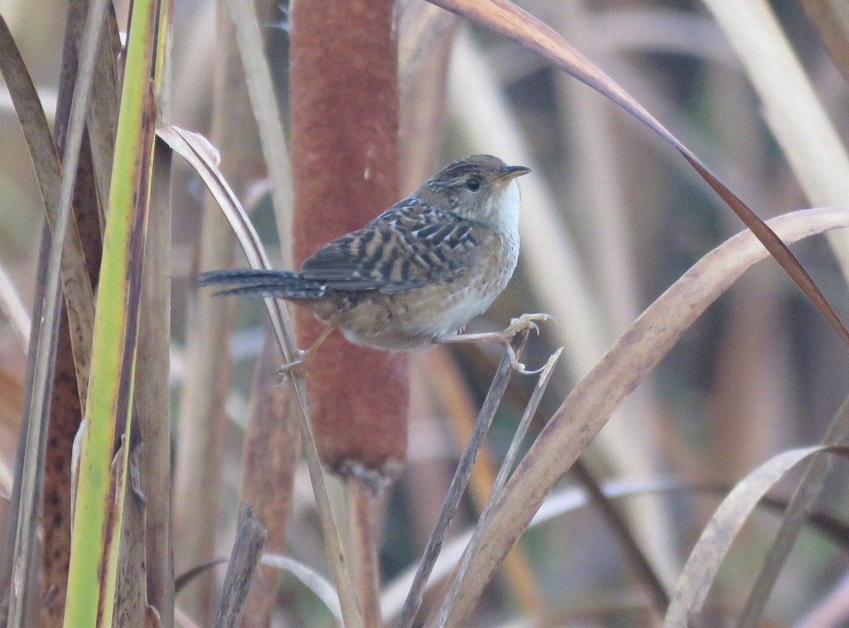 eBird Checklist - 16 Oct 2022 - Woolsey Wet Prairie - 34 species