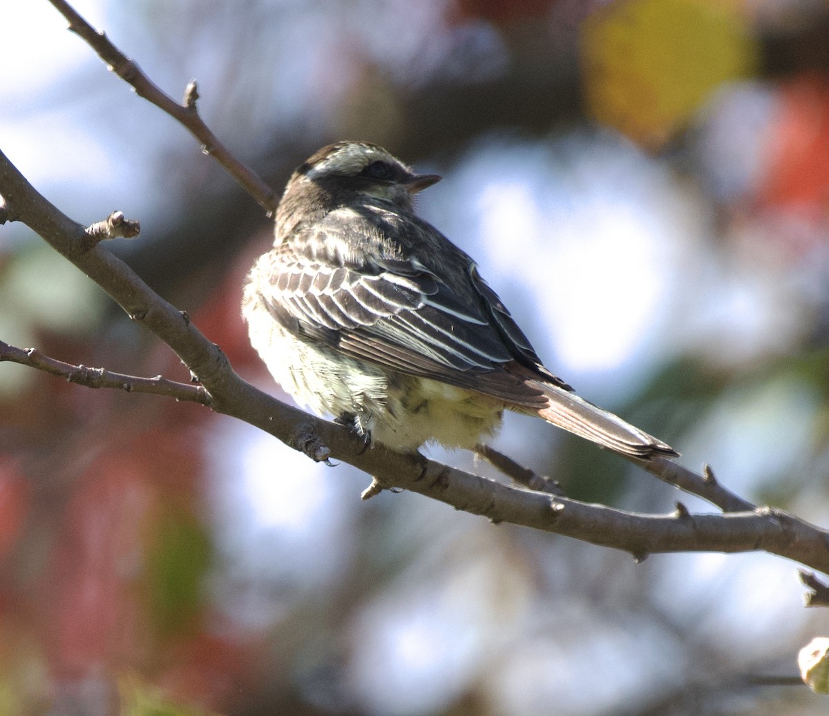 eBird Checklist - 16 Oct 2022 - stakeout Variegated Flycatcher, Pt. Aux ...