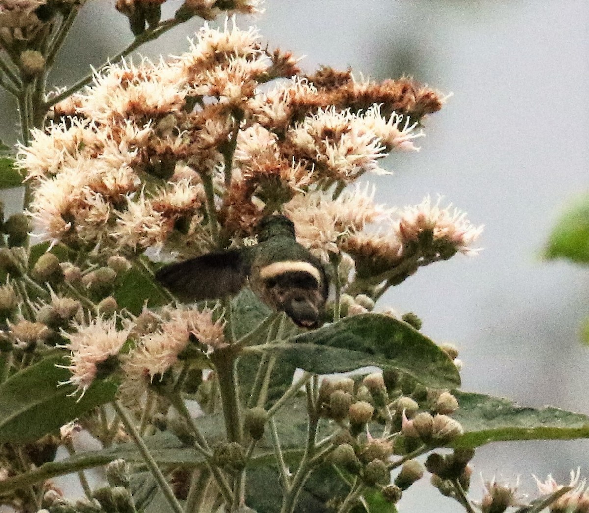 eBird Checklist - 21 Feb 2017 - Reserva de la Biosfera Volcán Tacaná ...