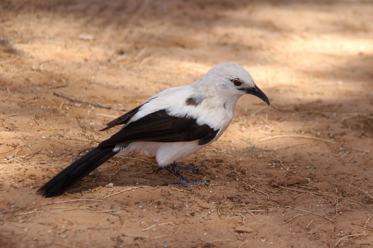 Southern Pied-Babbler - Turdoides bicolor - Birds of the World