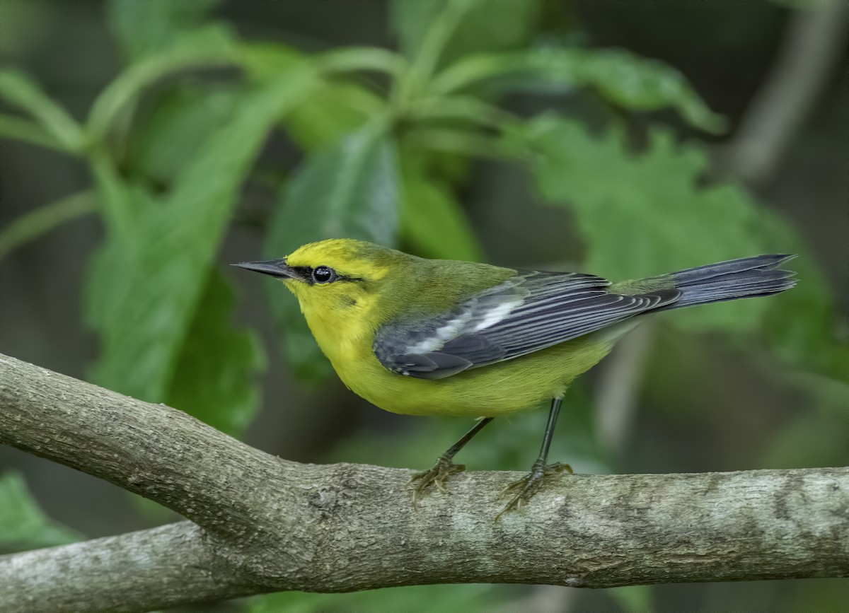 eBird Checklist - 16 Oct 2022 - Key West Tropical Forest & Botanical ...