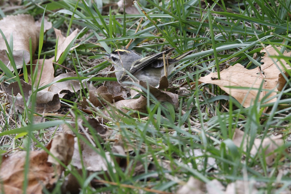 eBird Checklist - 16 Oct 2022 - Sandy Hook - 69 species (+1 other taxa)