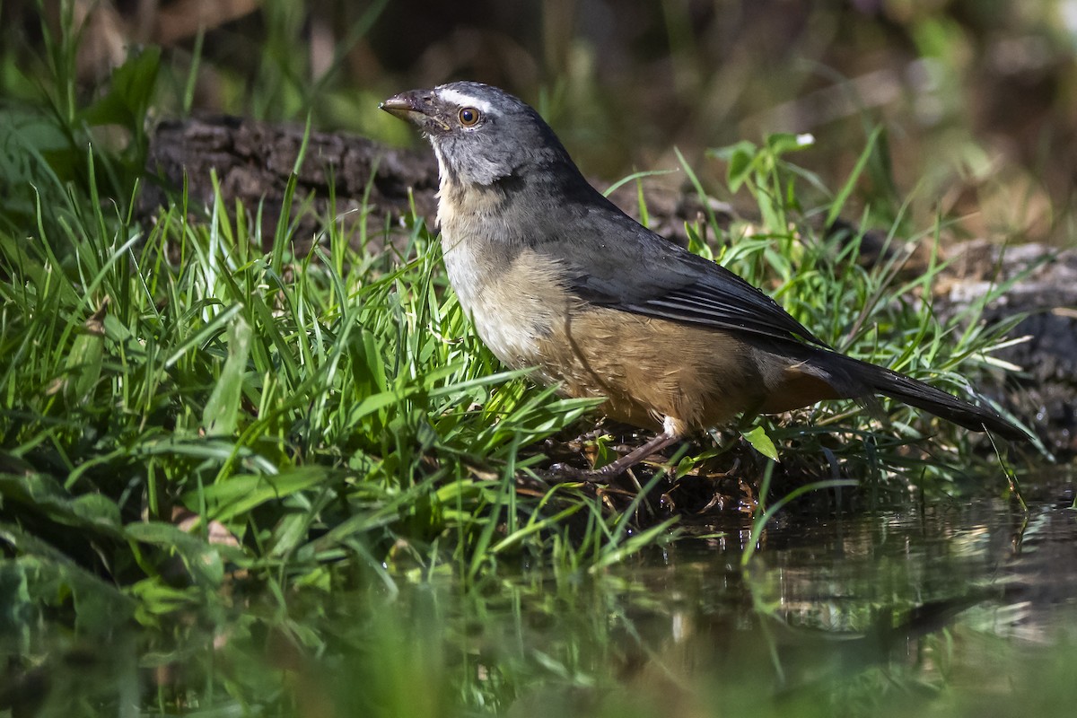 ml494564671-bluish-gray-saltator-macaulay-library