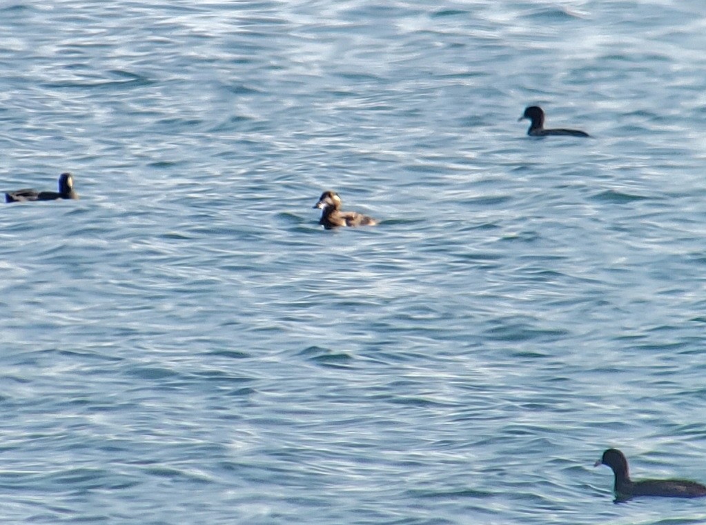 eBird Checklist - 16 Oct 2022 - Pyramid Lake--Sutcliffe Marina - 8 species