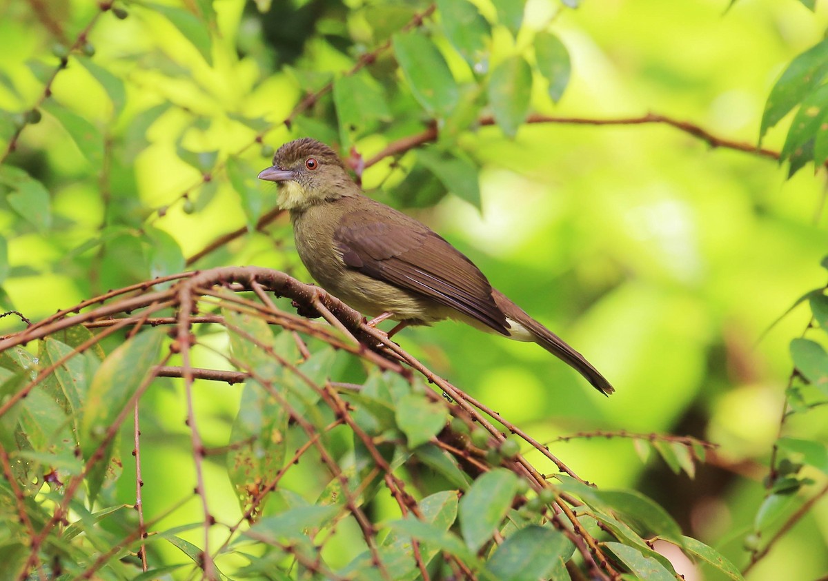 Finsch's Bulbul - Iole finschii - Birds of the World