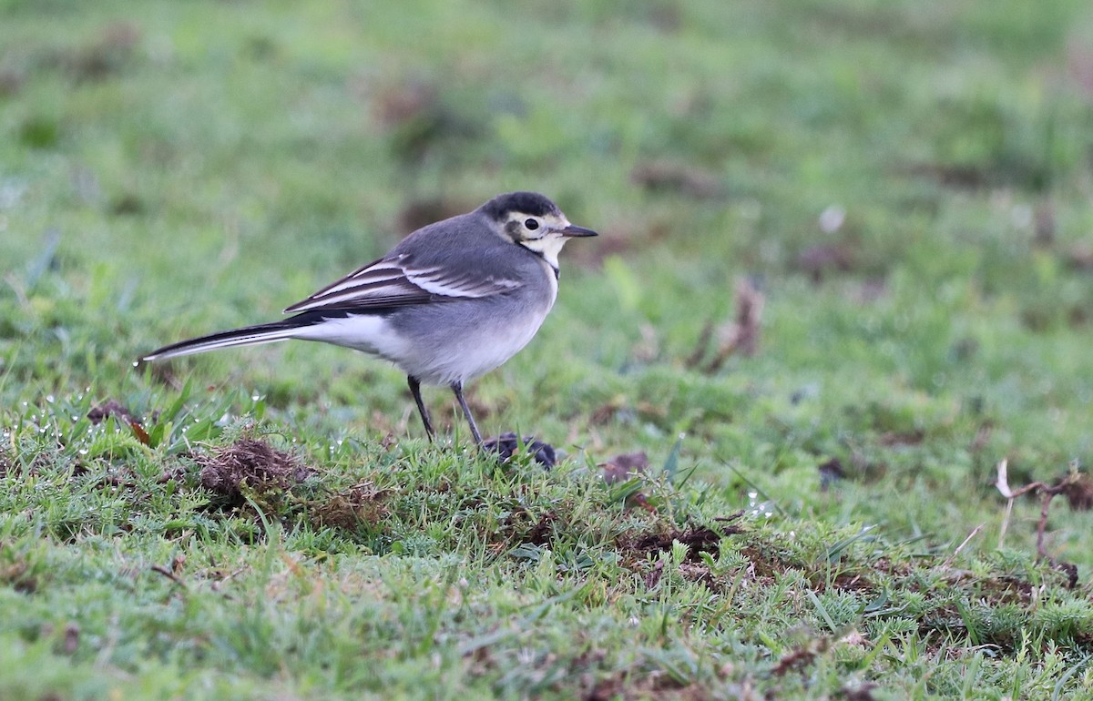 ML494741041 White Wagtail (British) Macaulay Library