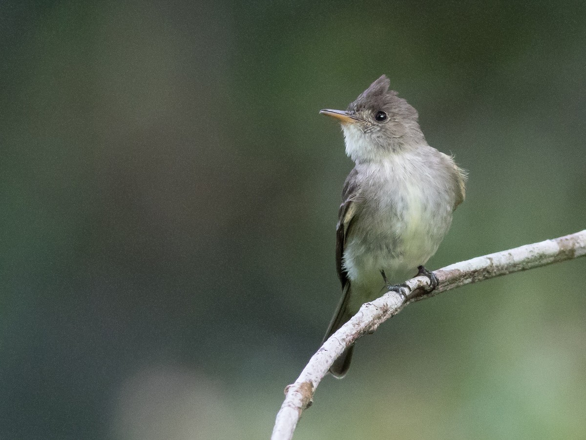 Northern Tropical Pewee - Contopus bogotensis - Birds of the World