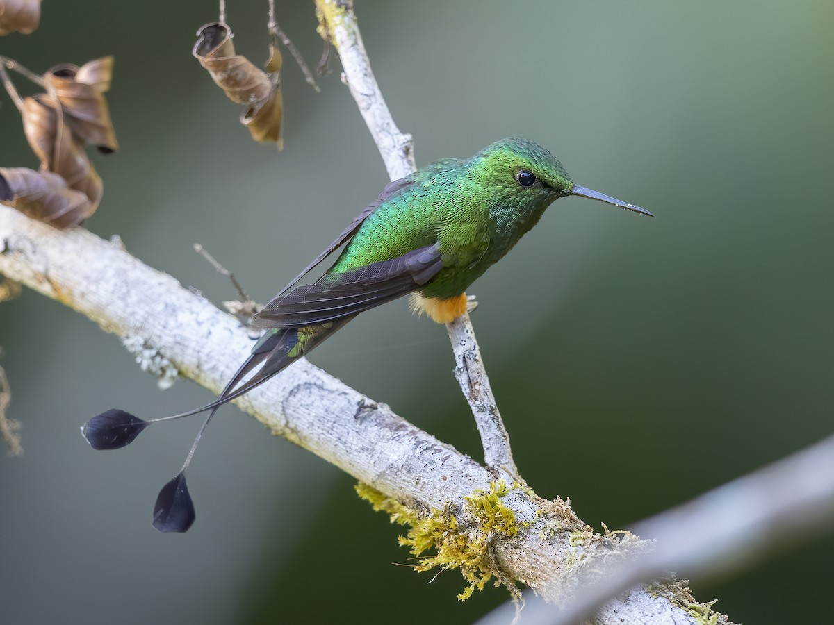Rufous-booted Racket-tail - Ocreatus addae - Birds of the World