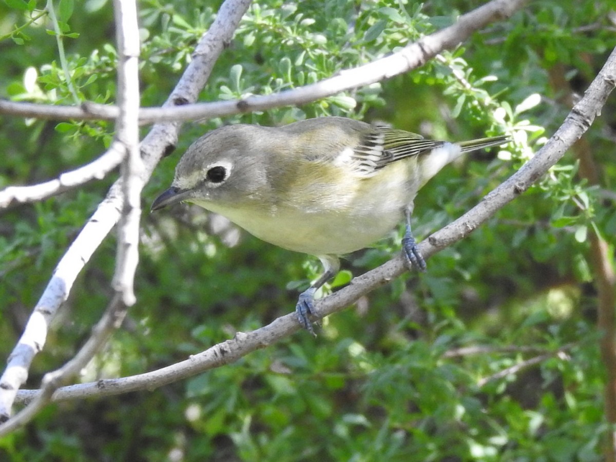 eBird Checklist - 17 Oct 2022 - Boyce Thompson Arboretum - 20 species