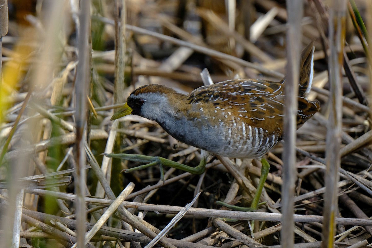 eBird Checklist - 17 Oct 2022 - **Back Bay NWR - 16 species