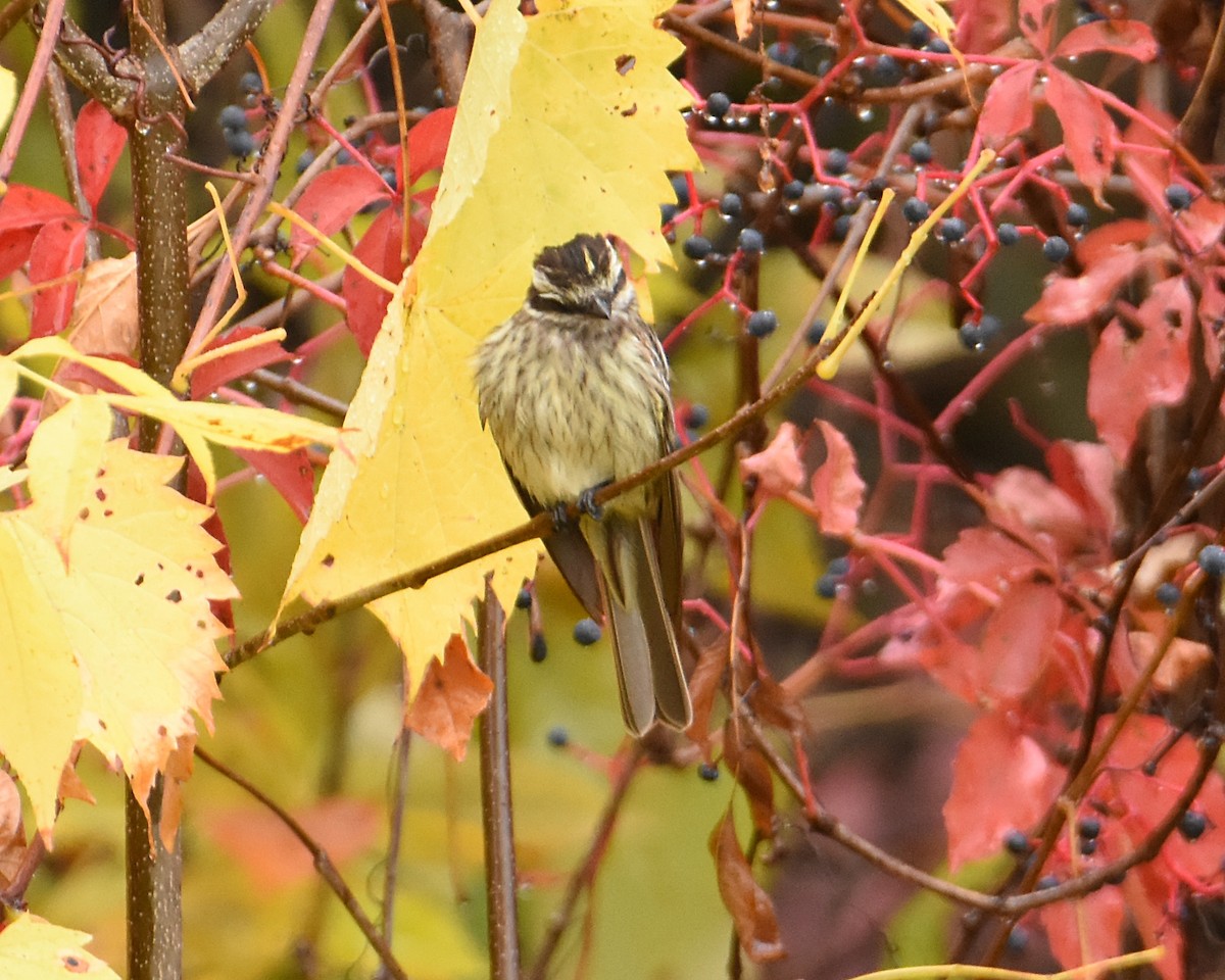eBird Checklist - 17 Oct 2022 - stakeout Variegated Flycatcher, Pt. Aux ...