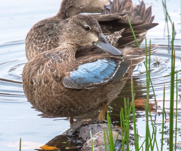 eBird Checklist - 17 Oct 2022 - Lake Towhee County Park - 19 species