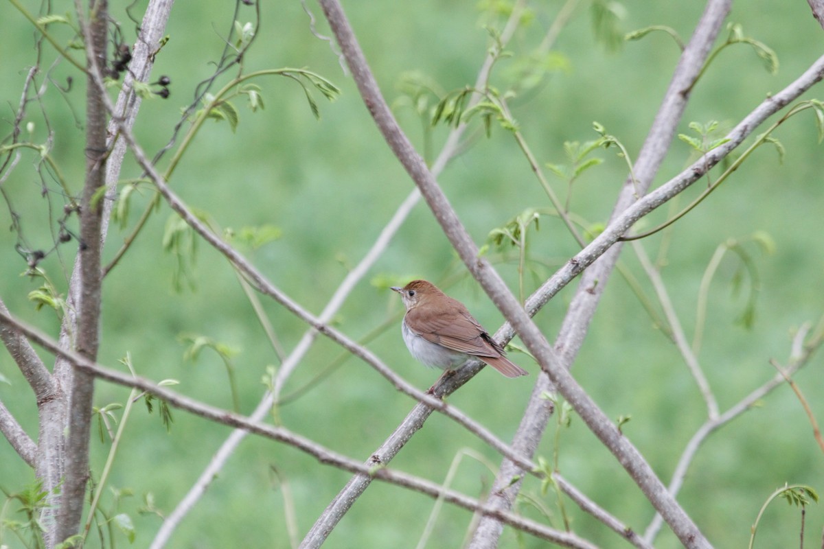 eBird Checklist - 26 Apr 2015 - Murfree Spring Wetlands at the ...