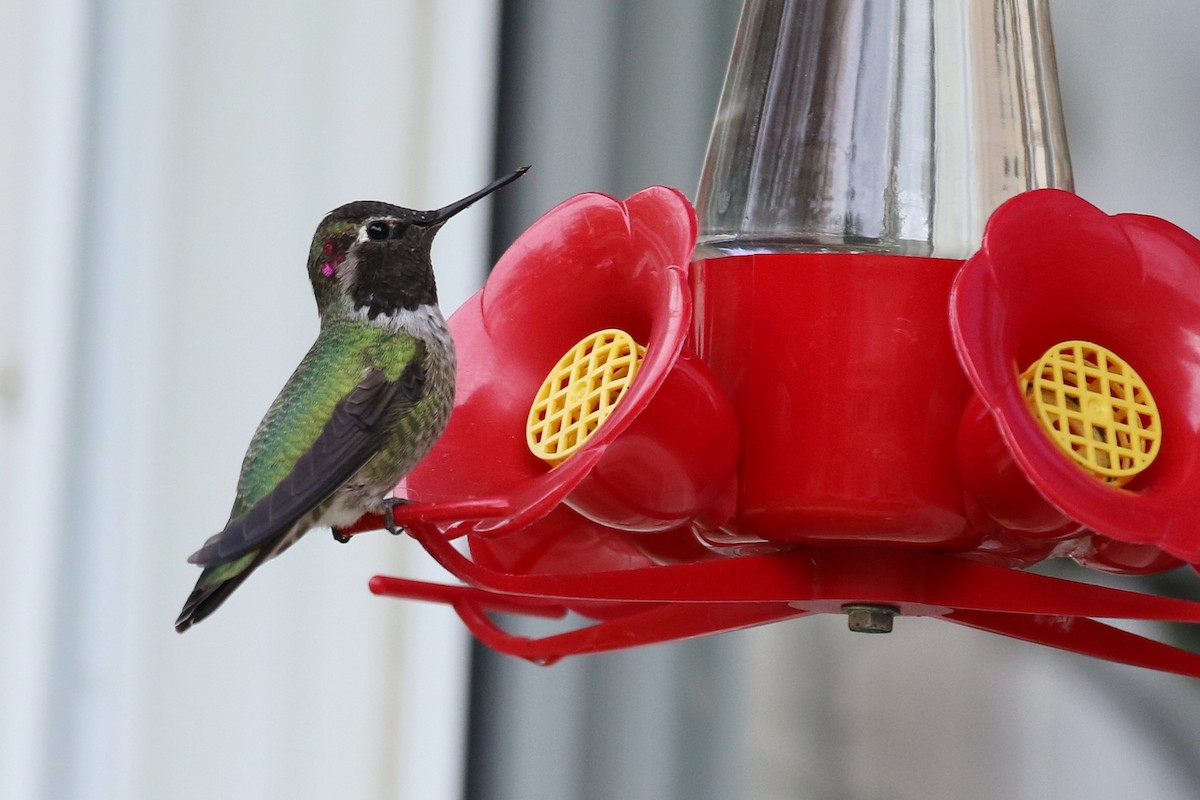 eBird Checklist - 17 Oct 2022 - Anna's Hummingbird stakeout - 2 species
