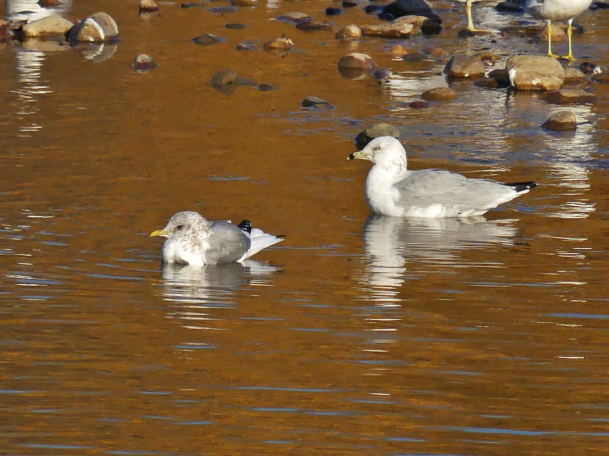 eBird Checklist - 17 Oct 2022 - Edmonton--Rundle Park - 13 species