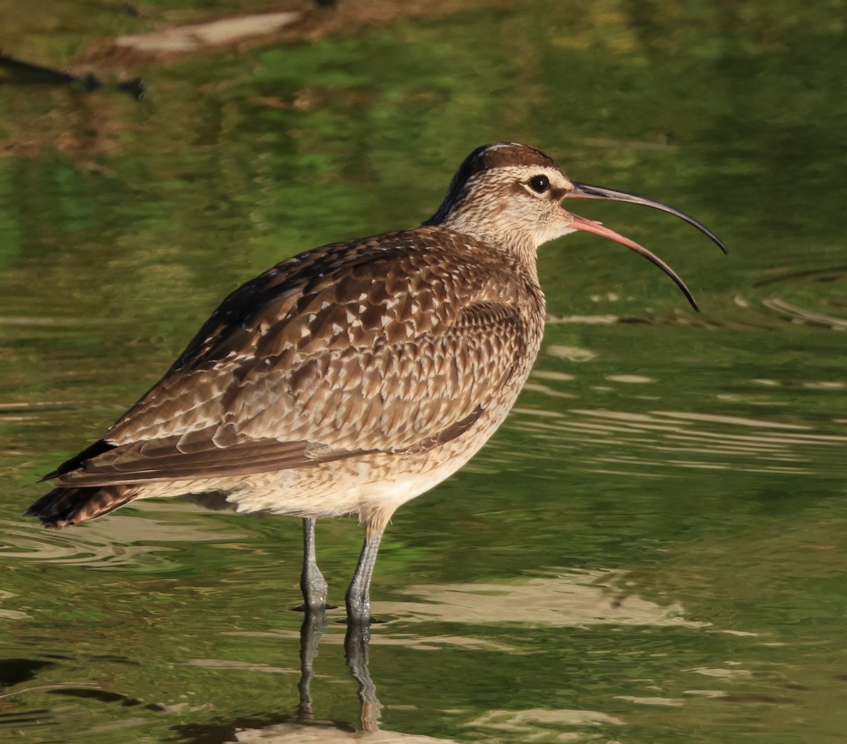eBird Checklist - 17 Oct 2022 - S.Princess GC - 4 species