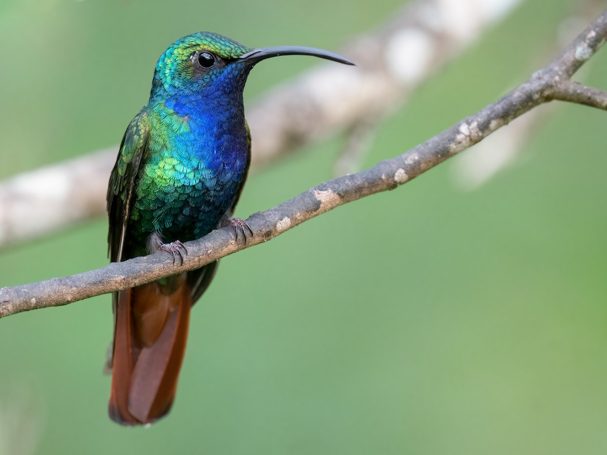 Lazuline Sabrewing - Campylopterus falcatus - Birds of the World