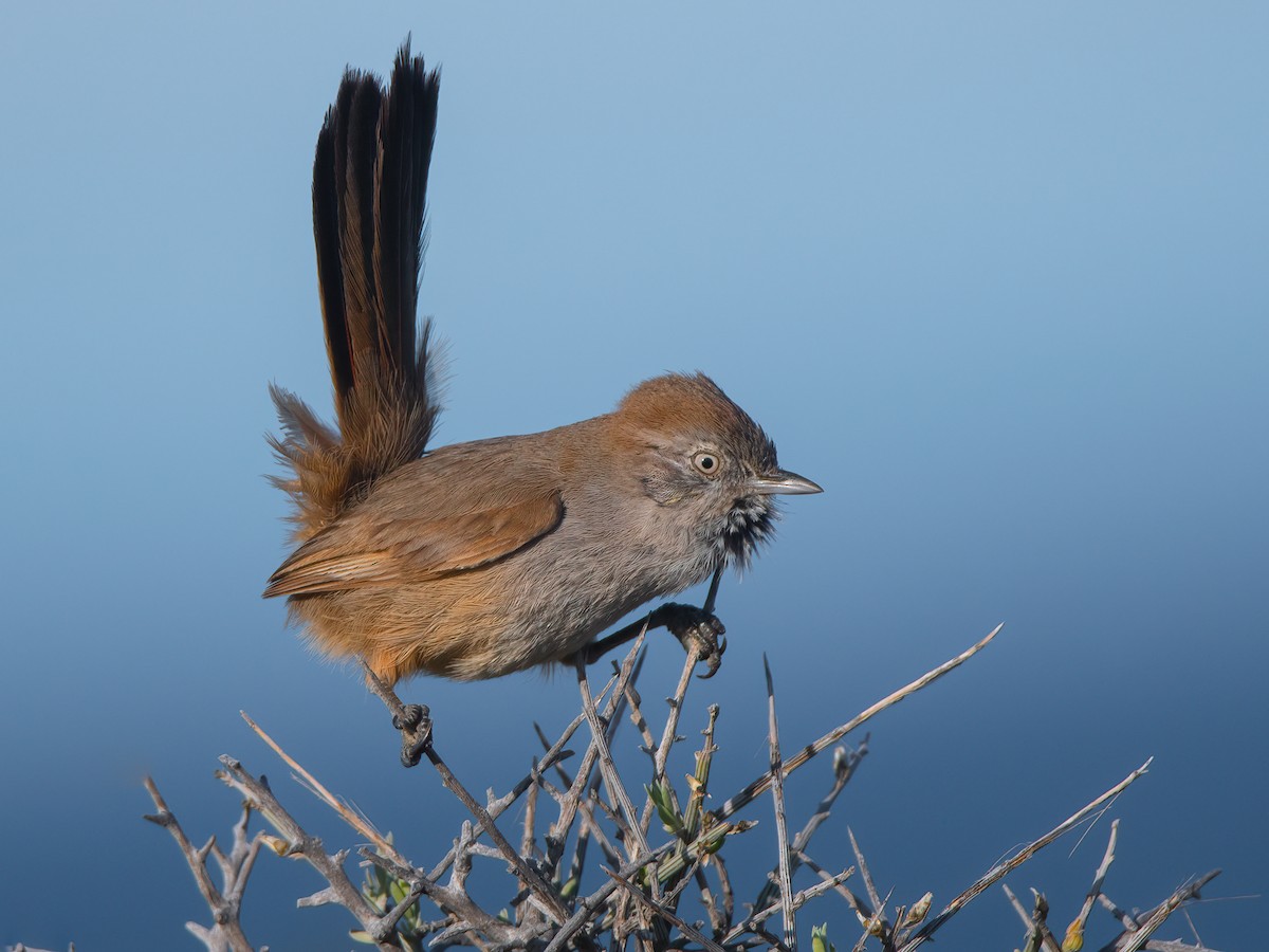 Patagonian Canastero - Pseudasthenes patagonica - Birds of the World