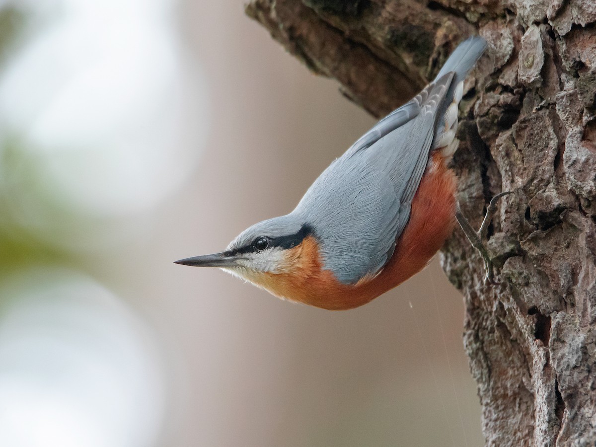 Burmese Nuthatch - Sitta neglecta - Birds of the World