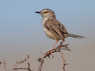 Plain Prinia - Prinia inornata - Birds of the World