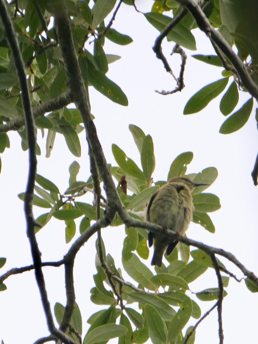 eBird Checklist - 17 Oct 2022 - Sabine Woods (UTC 026) - 9 species eBird Checklist - 17 Oct 2022 - Sabine Woods (UTC 026) - 9 species