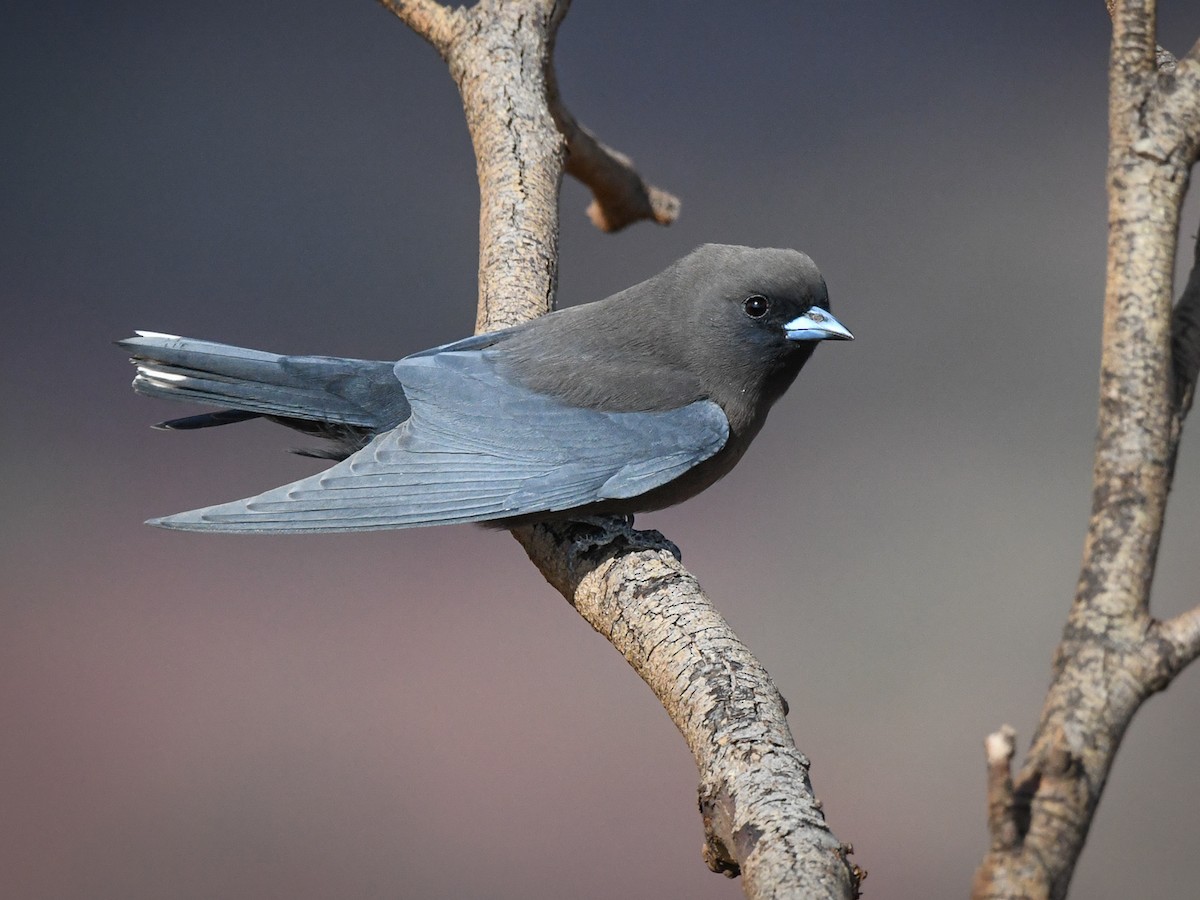 Little Woodswallow - Artamus minor - Birds of the World