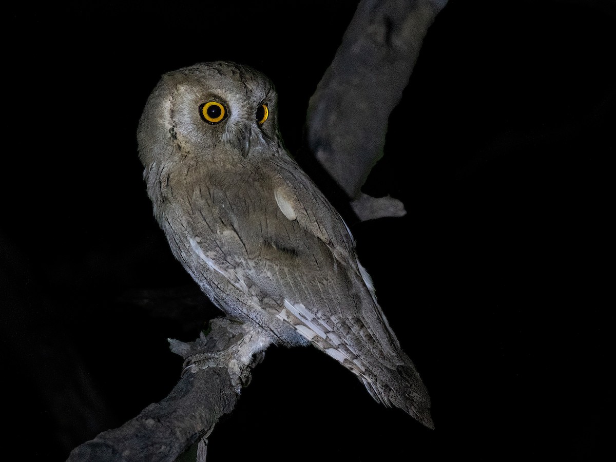 Pallid Scops-Owl - Otus brucei - Birds of the World