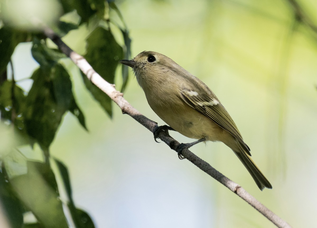 eBird Checklist - 17 Oct 2022 - Boyce Thompson Arboretum - 23 species ...