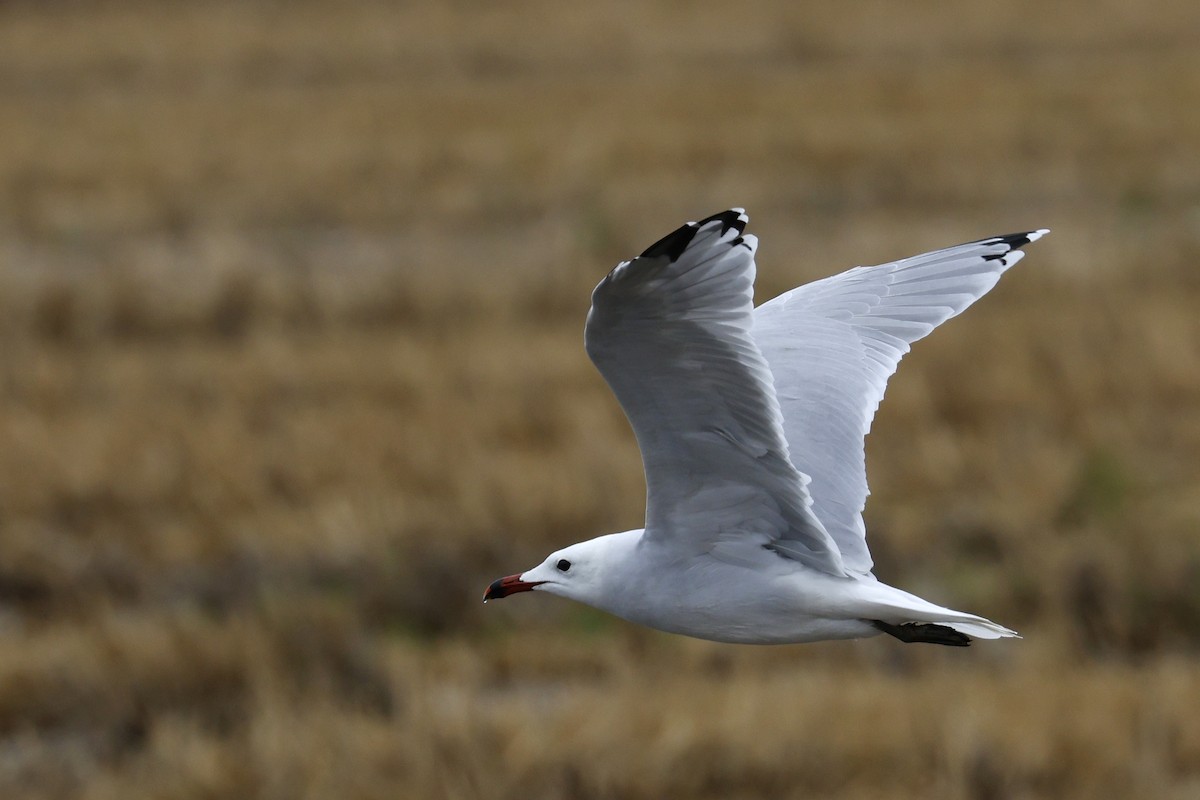 ML494963101 - Audouin's Gull - Macaulay Library