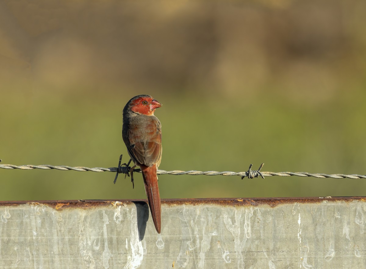 eBird Checklist - 18 Oct 2022 - France Rd Turf Farm (Edmonton) - 25 species