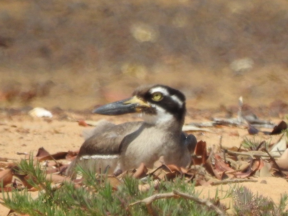 eBird Checklist - 18 Oct 2022 - Boonooroo Wader Roost - 16 species