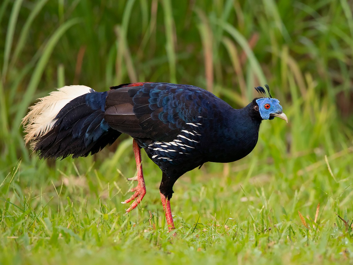 Malayan Crested Fireback - Lophura rufa - Birds of the World