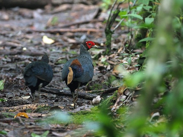 Photos - Bornean Crestless Fireback - Lophura pyronota - Birds of the World