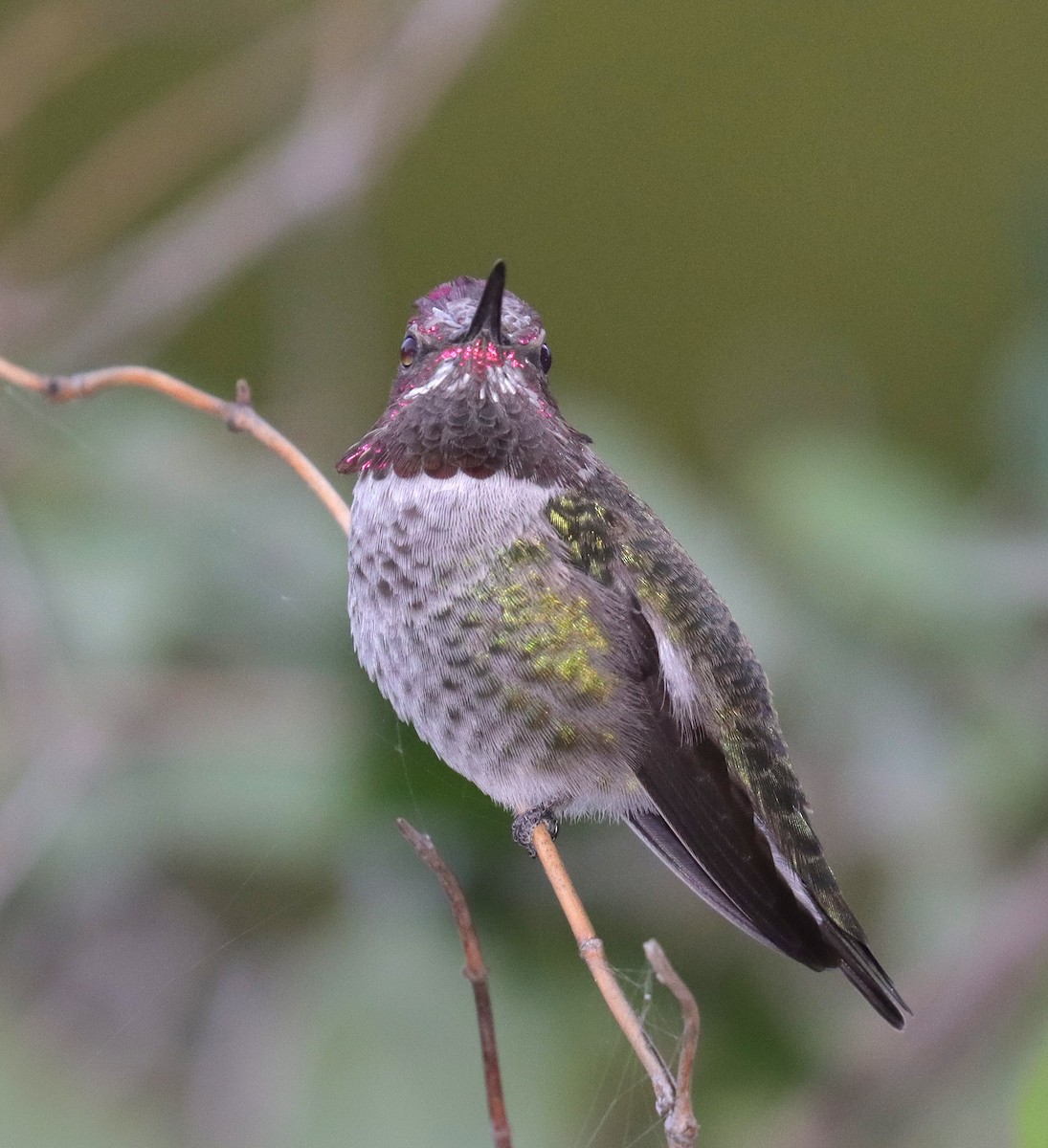 eBird Checklist - 18 Oct 2022 - Shane - 1 species eBird Checklist - 18 Oct 2022 - Shane - 1 species
