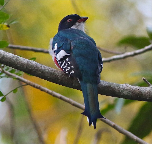 Cuban Trogon Bird