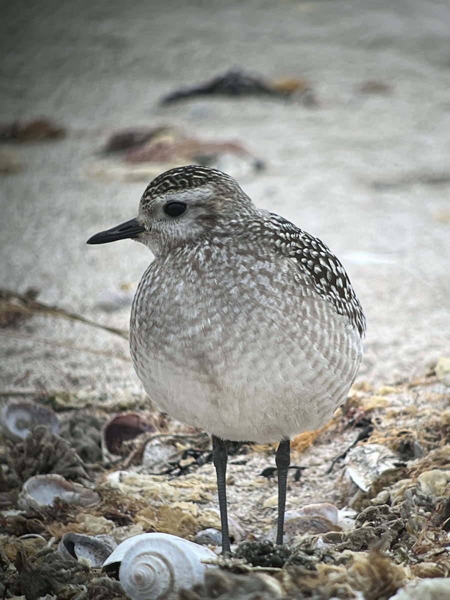 eBird Checklist - 18 Oct 2022 - Sandy Point - 11 species