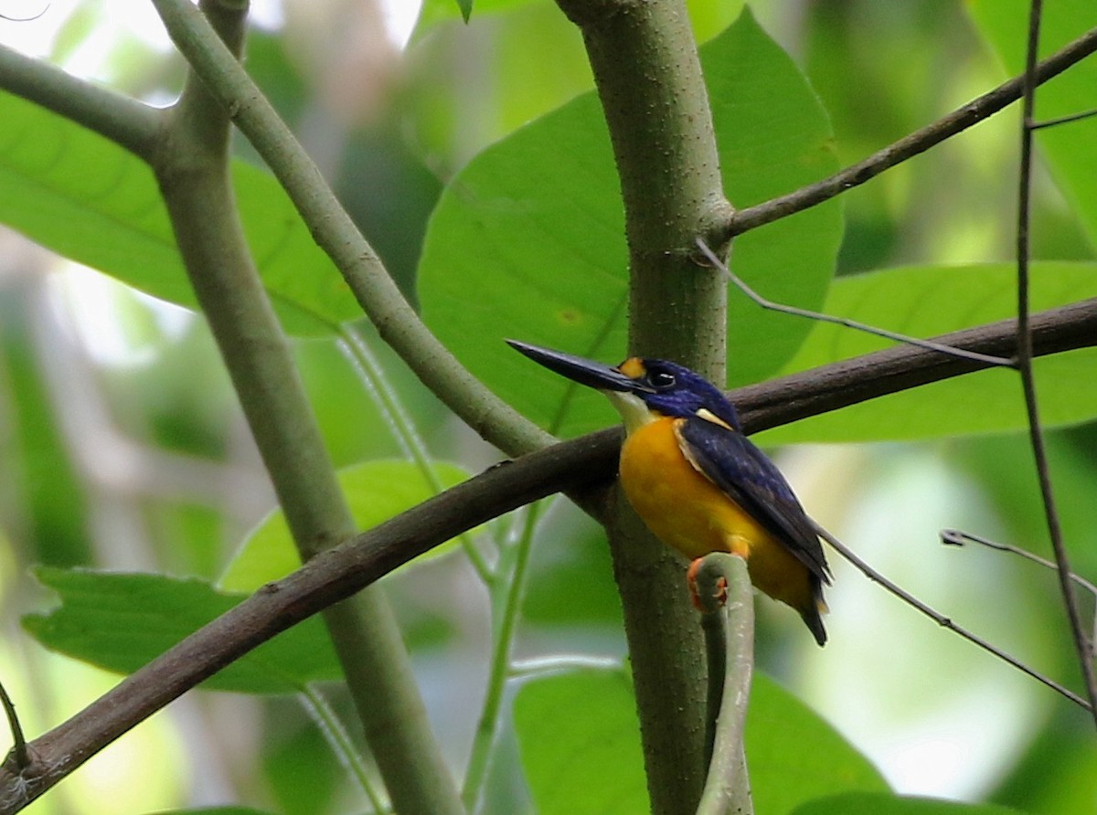 New Ireland Dwarf-Kingfisher - Ceyx mulcatus - Birds of the World