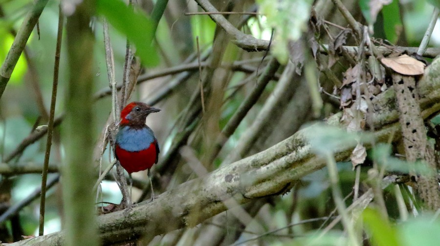 Pita de Nueva Irlanda (novaehibernicae/extima) - eBird