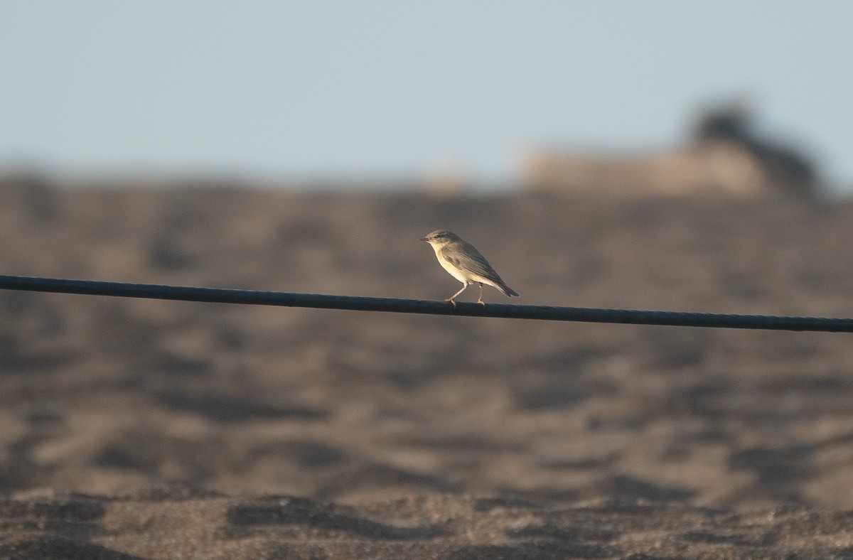 eBird Checklist - 18 Oct 2022 - Rodeo Lagoon - 41 species