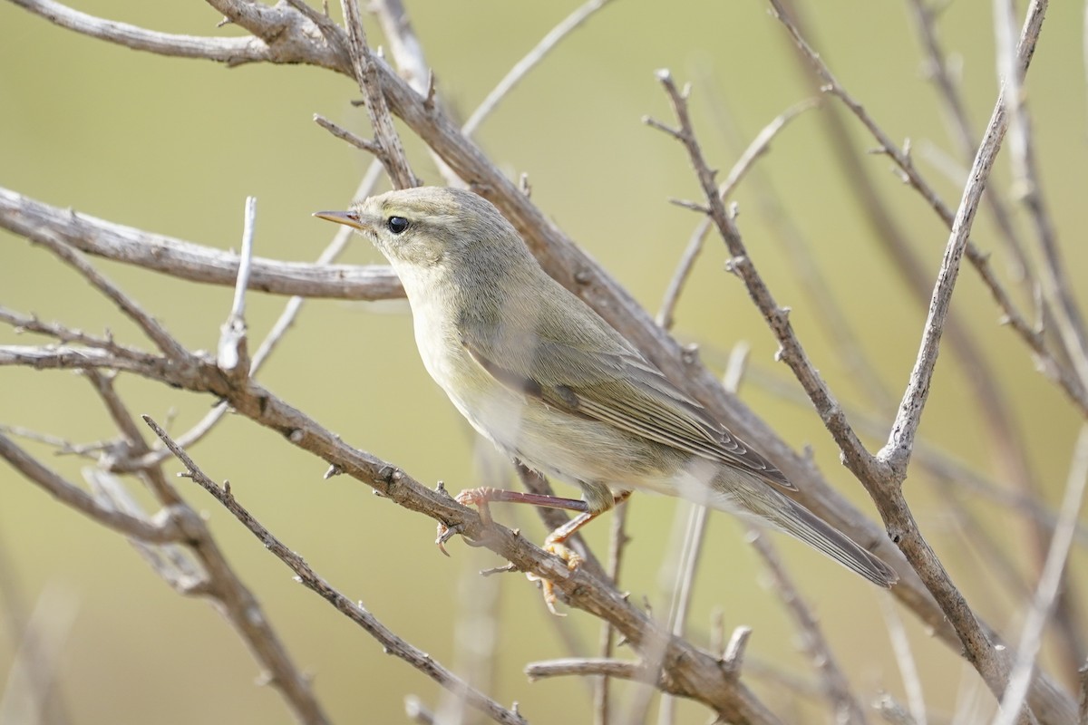 eBird Checklist - 18 Oct 2022 - Rodeo Lagoon - 7 species